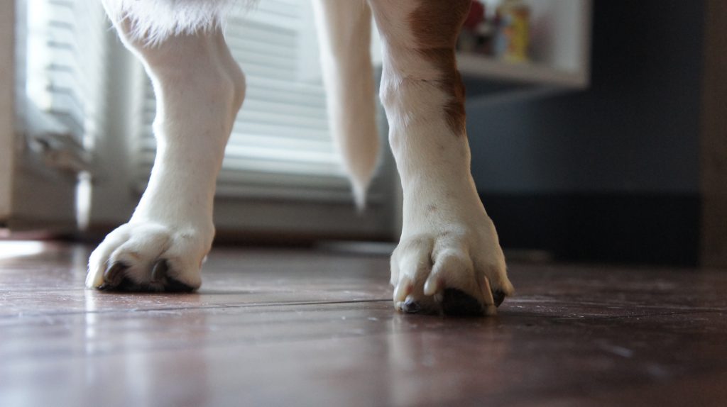 The Best Flooring Options for Homeowners with Pets - MHI